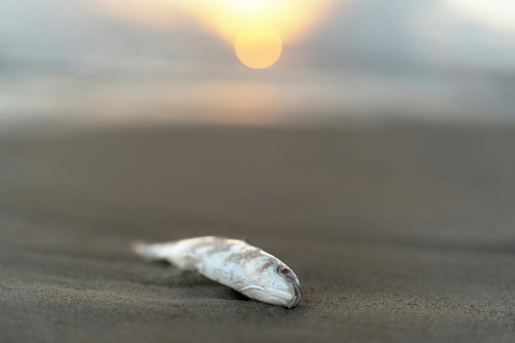 Why Do Dead Fish Wash Up on Florida Beaches? [Find Out Now]