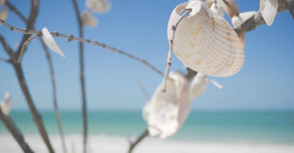 Ultimate Guide to Finding Seashells in Florida [Must-Read Tips ...