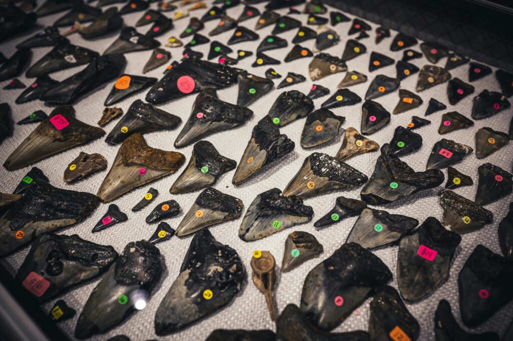 Unveiling the Mysteries of Sharks Megalodon: Evolution, Size, and ...
