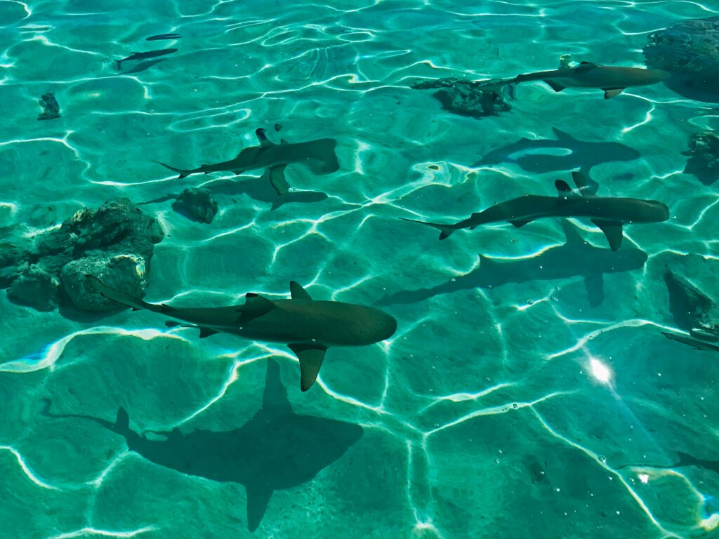 Why Are Sharks Important: Key Insights on Their Critical Role in Marine ...