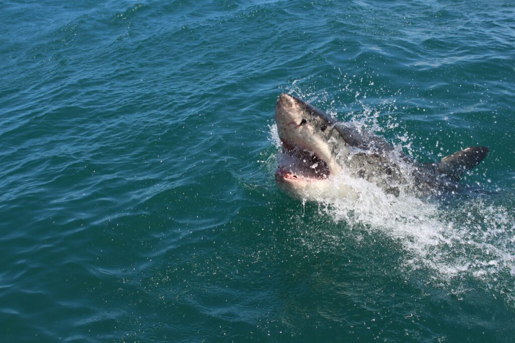 Conquer Your Fear of Sharks: Myths Debunked & Strategies Revealed ...