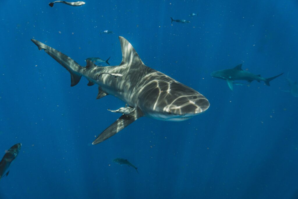 Diving Deep: Conservation Efforts for Sharks in the Ocean - Official ...