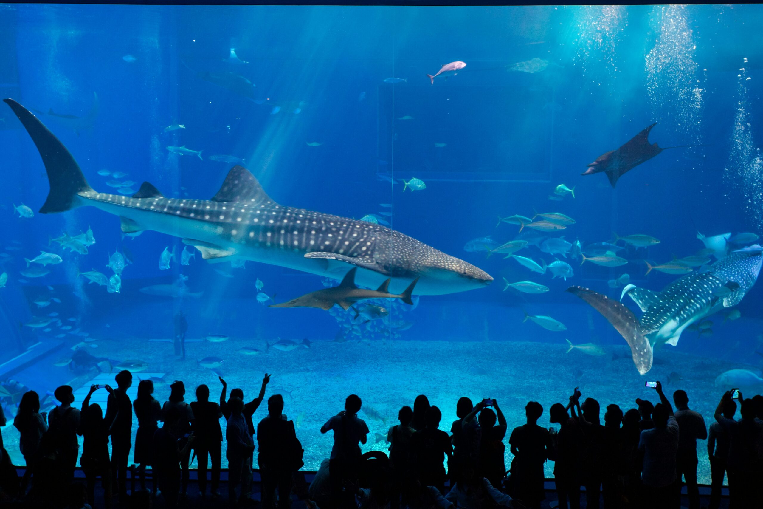 Exploring Sharks: Fun Facts and Fascinating Insights for Kids ...